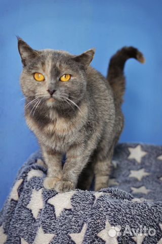 Шикарная кошка Магда ищет дом