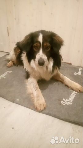 Добрющий пес Барни с золотым характером - в дар