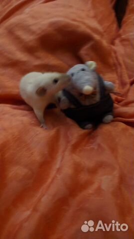 Крыса Дамбо ищет жениха