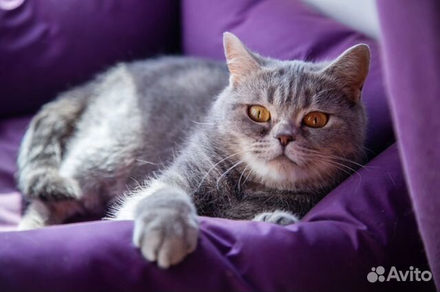 Шотландка Адель ищет дом