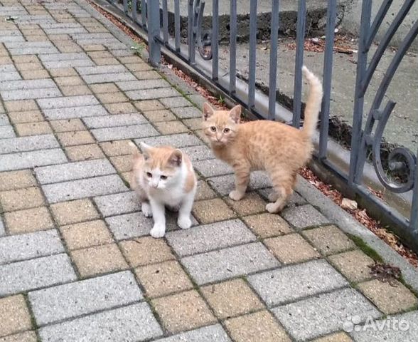 Рыжие няшные мальчишки, 2 месяца