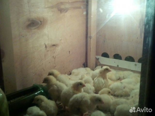 Цыпленок кобб 500 Чехия и кобб 700 Россия