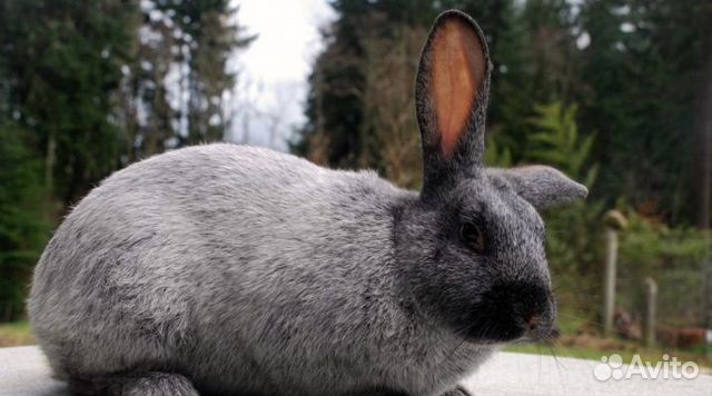 Семья кроликов, 3 самки и самец, разных линий, при