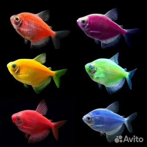 Тернеция карамелька GLO