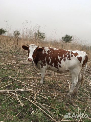Корова.тёлка