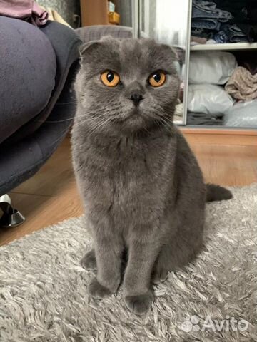 Герда ищет дом