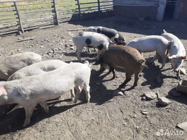 Свиньи семимесячные