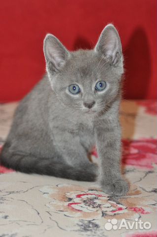 Котятки Русская Голубая