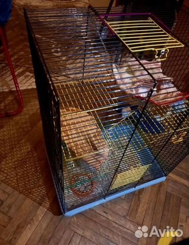 Крыса и клетка