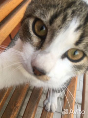 Котенок Серко. Из многодетной семьи, трудное детст