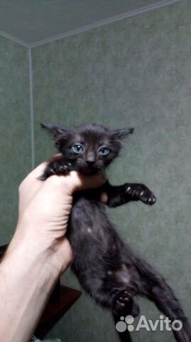 Кошка
