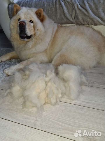 Пух чау чау