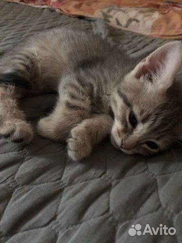 Отдам котят в добрые руки