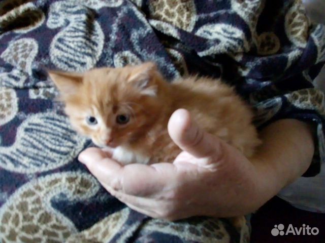 Котёнок, рыжий мальчик, 1.5мес