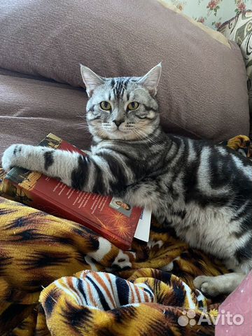 Мраморный красавец