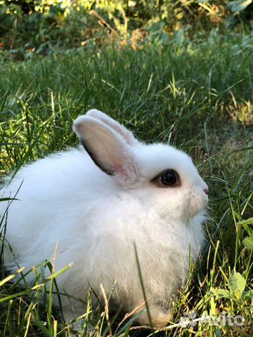 Кролик декоративный бесплатно