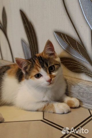 Котёнок (девочка 3 месяца)