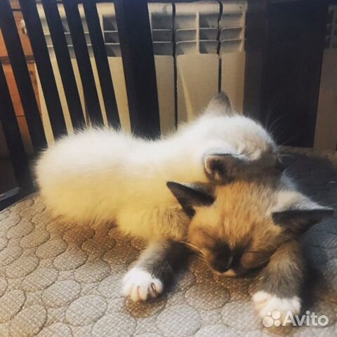 Котята рэгдолл