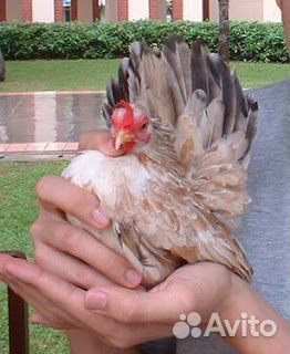 Серама малазийская