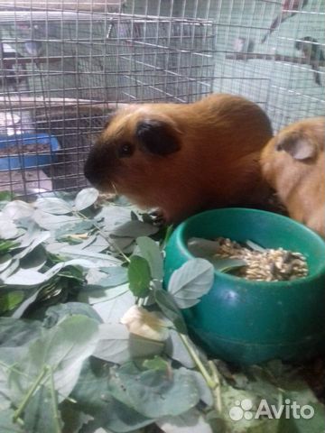 Морские свинки разных пород