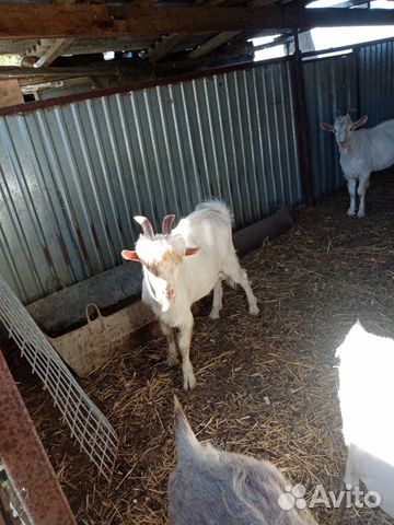 Козлики 2 шт