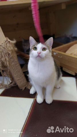 Очаровательная Стелла