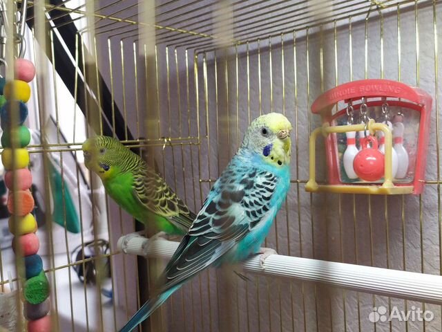 Волнистый попугай