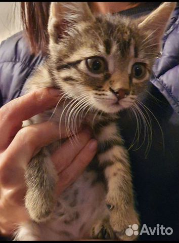 Полосатый кот, котенок