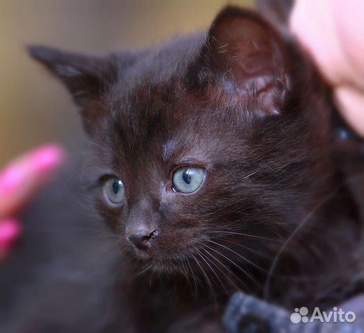 Черненькие котята,1.5 месяца