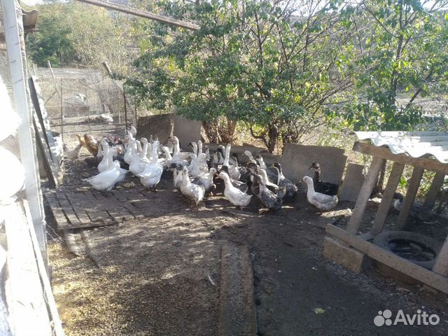 Утки Агидель и фаворит