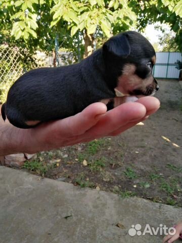 Щенкитой-терьера