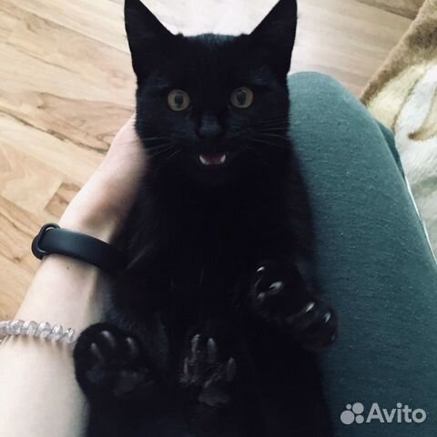 Отдам кошечку, 5 месяцев