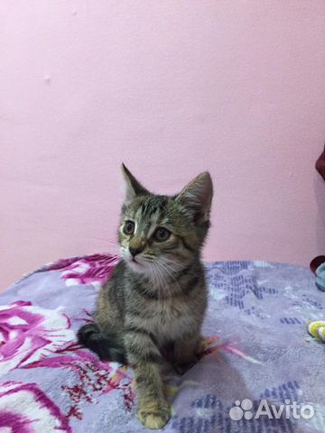 Кошечка