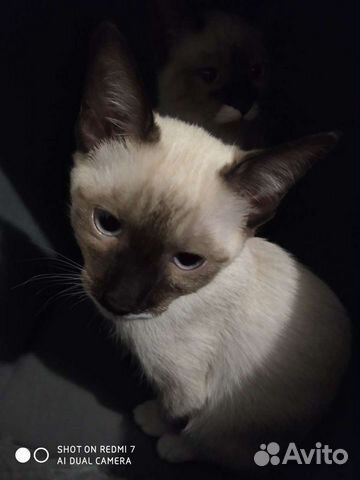 Котенок полутайский