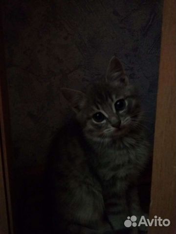 Шотландские котята полукровки