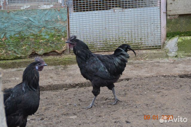 Продам пару кур ухейилюй