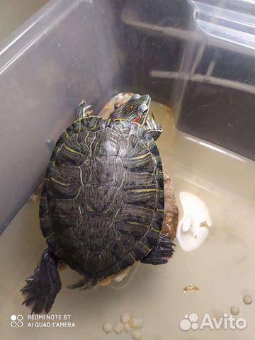 Черепаха