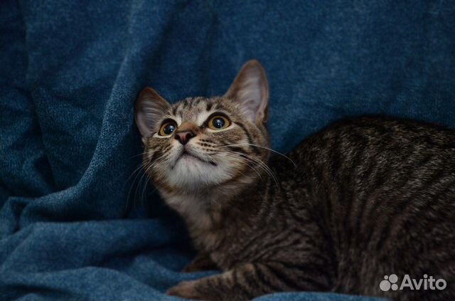 Живописный котенок Мурчёнок