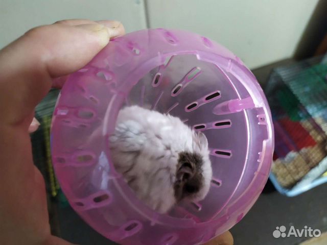 Клетка, с джунгариком зовут Сеня