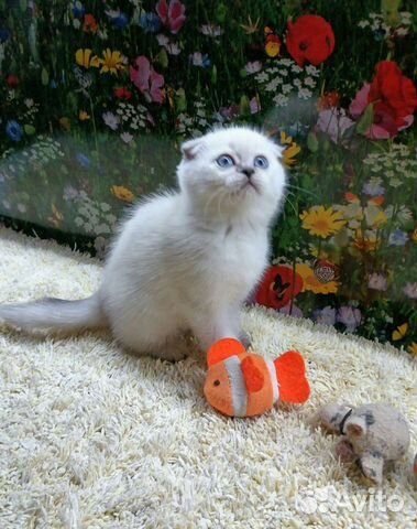 Девочка Шотландская голубоглазка