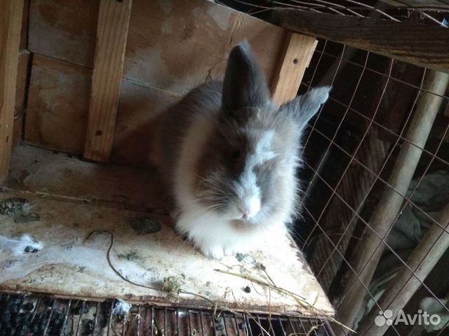 Кролик ручной