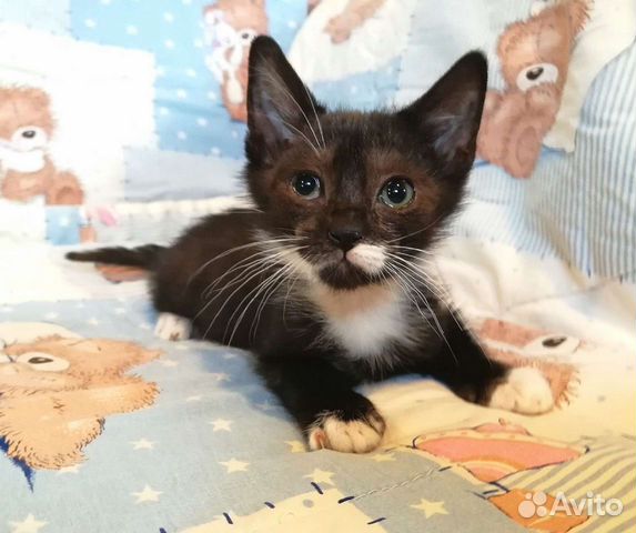 Малыш Лакки ищет дом