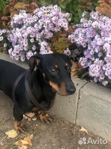 Ищем невесту