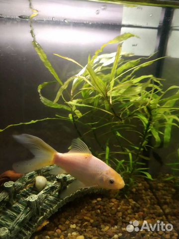 Золотая рыбка торпеда