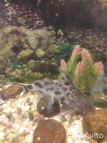 Рыбки аквариумные,сомик "кукушка"