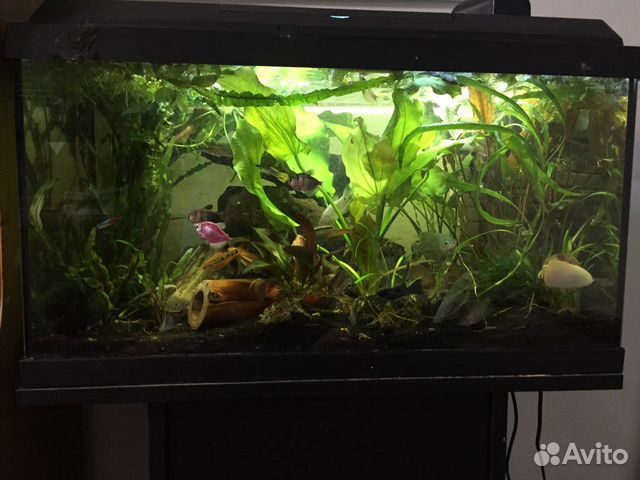 Аквариум juwel primo LED 60 л черный 61*31*37