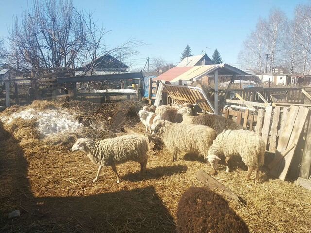 Овцы,ягнята