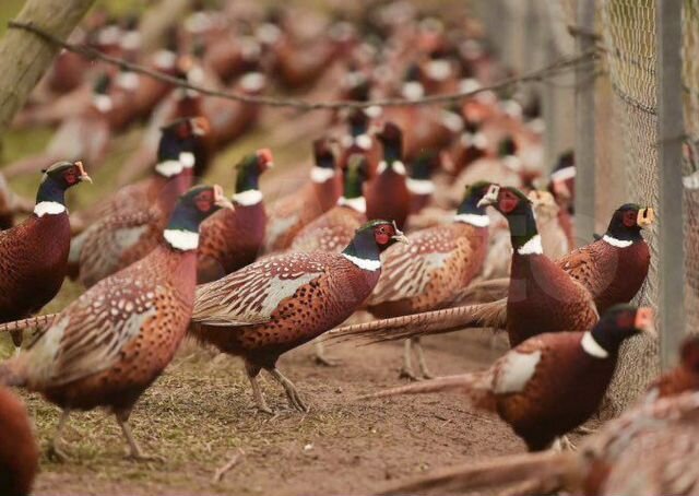 Фазаны живые