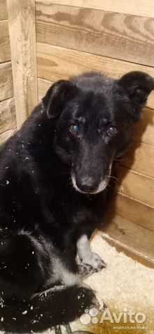 Собака хочет найти лучший дом