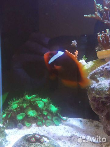 Рыба морская клоун